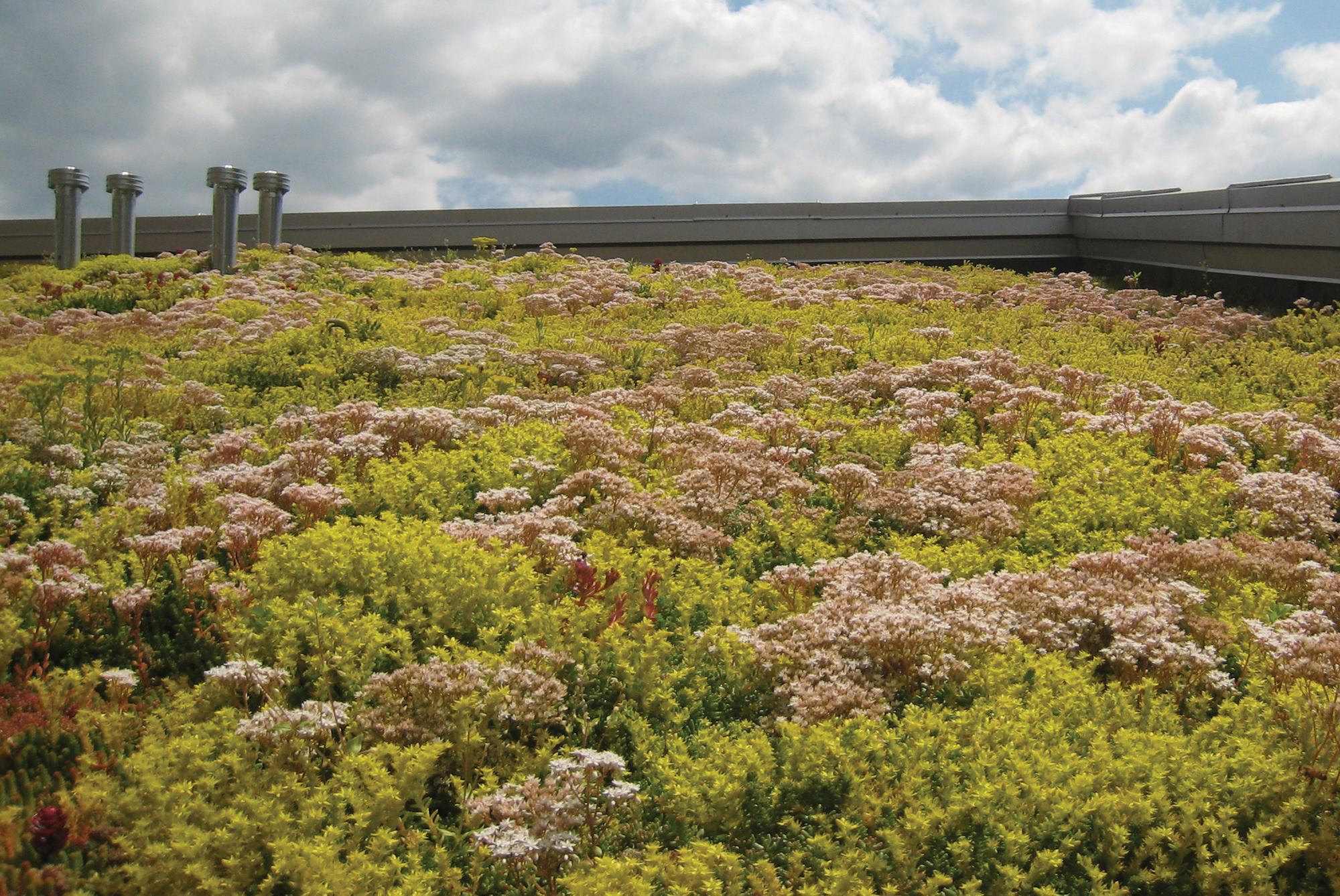American Hydrotech InstaGreen Sedum Carpets