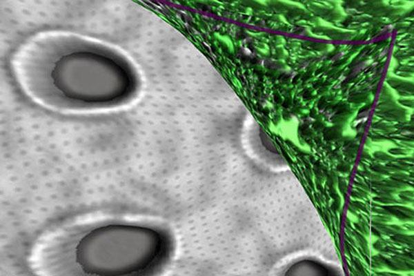 New Bacteria-Sloughing Materials from Duke University