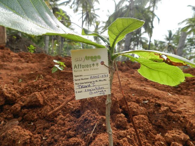 Afforestt Grows Urban Super-Forests Using Tiny Spaces