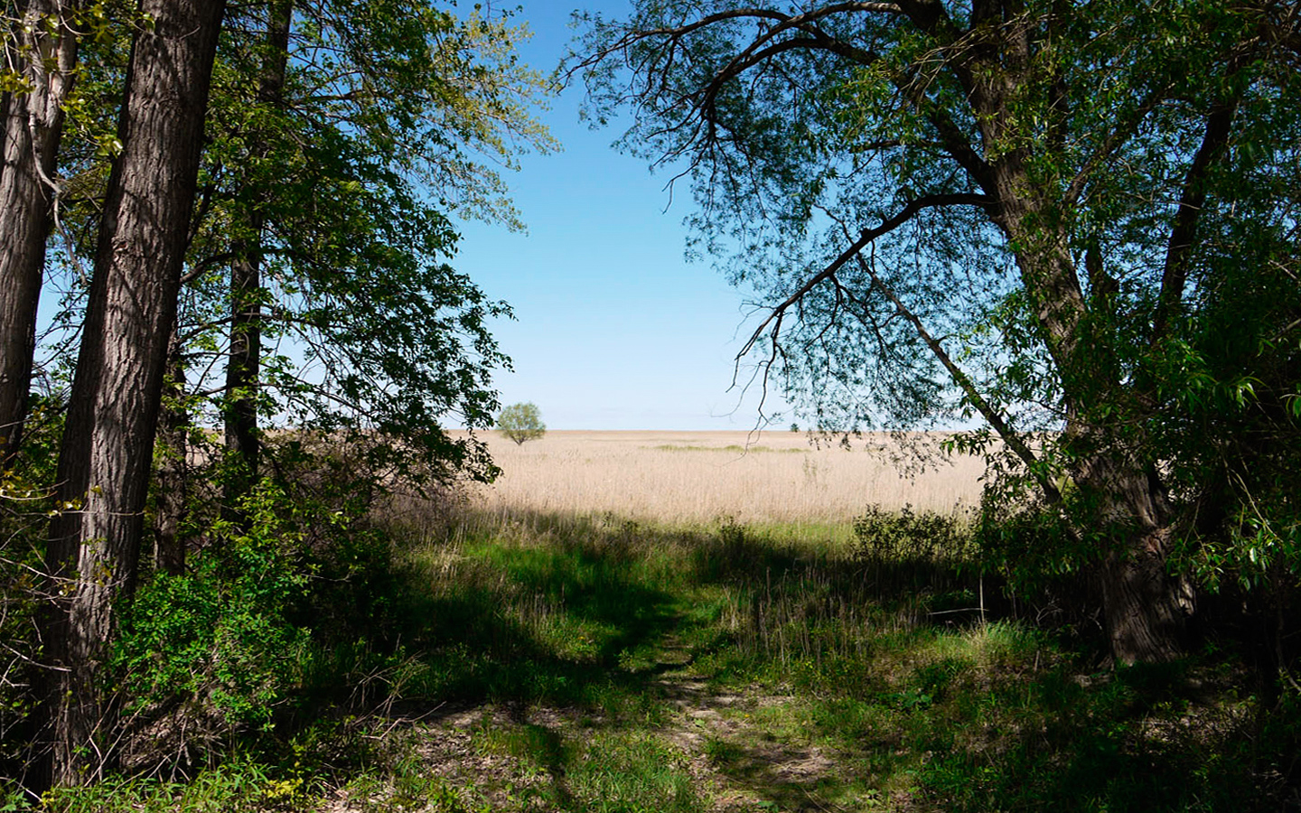 Emergent Shorelands of the Great Lakes