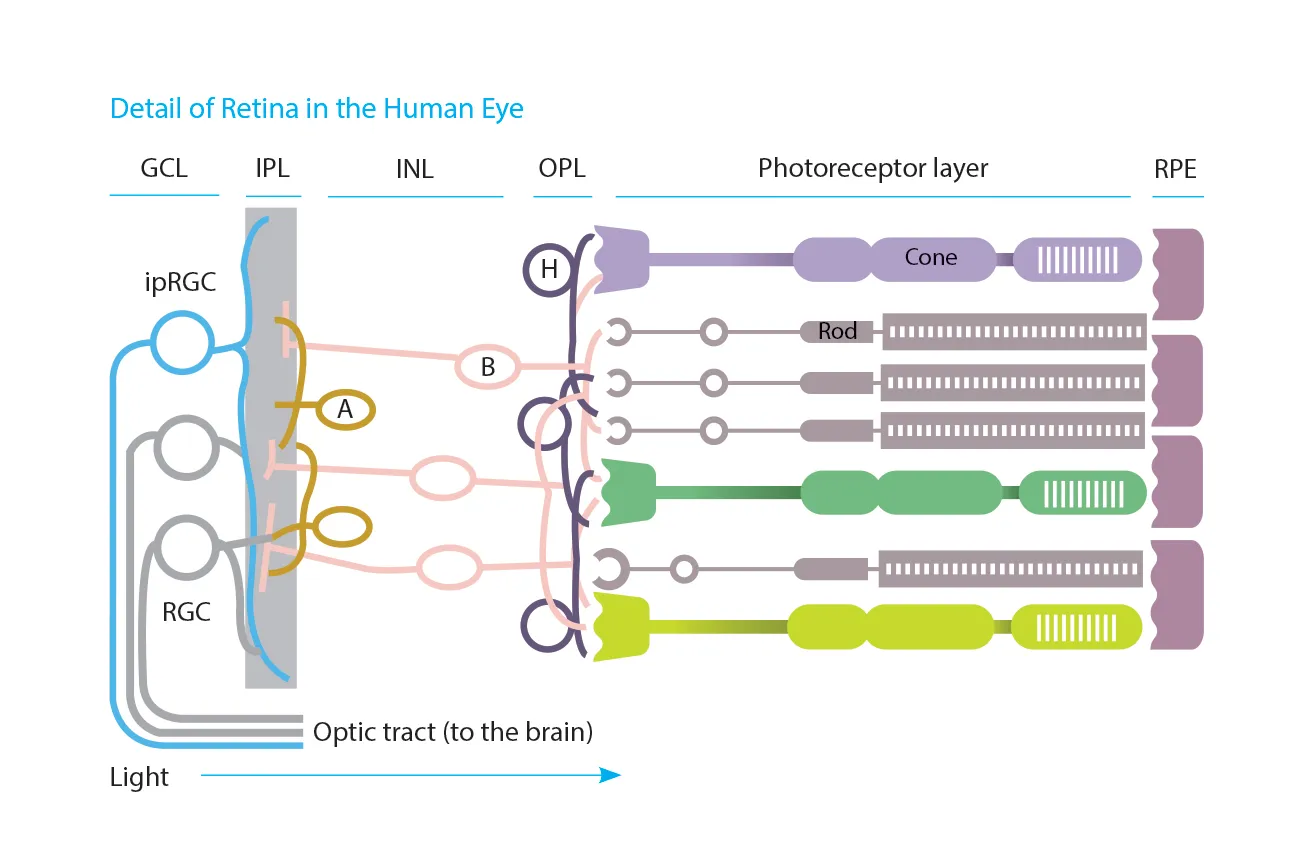 Discovery of the Photosensitive Retinal Ganglion Cell
