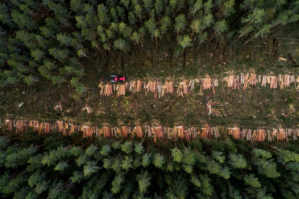 Tree Thieves: Who Owns the Forest?