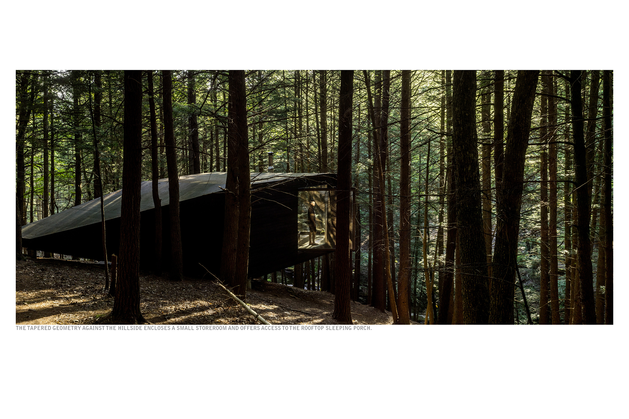 Half-Tree House - Architect Magazine