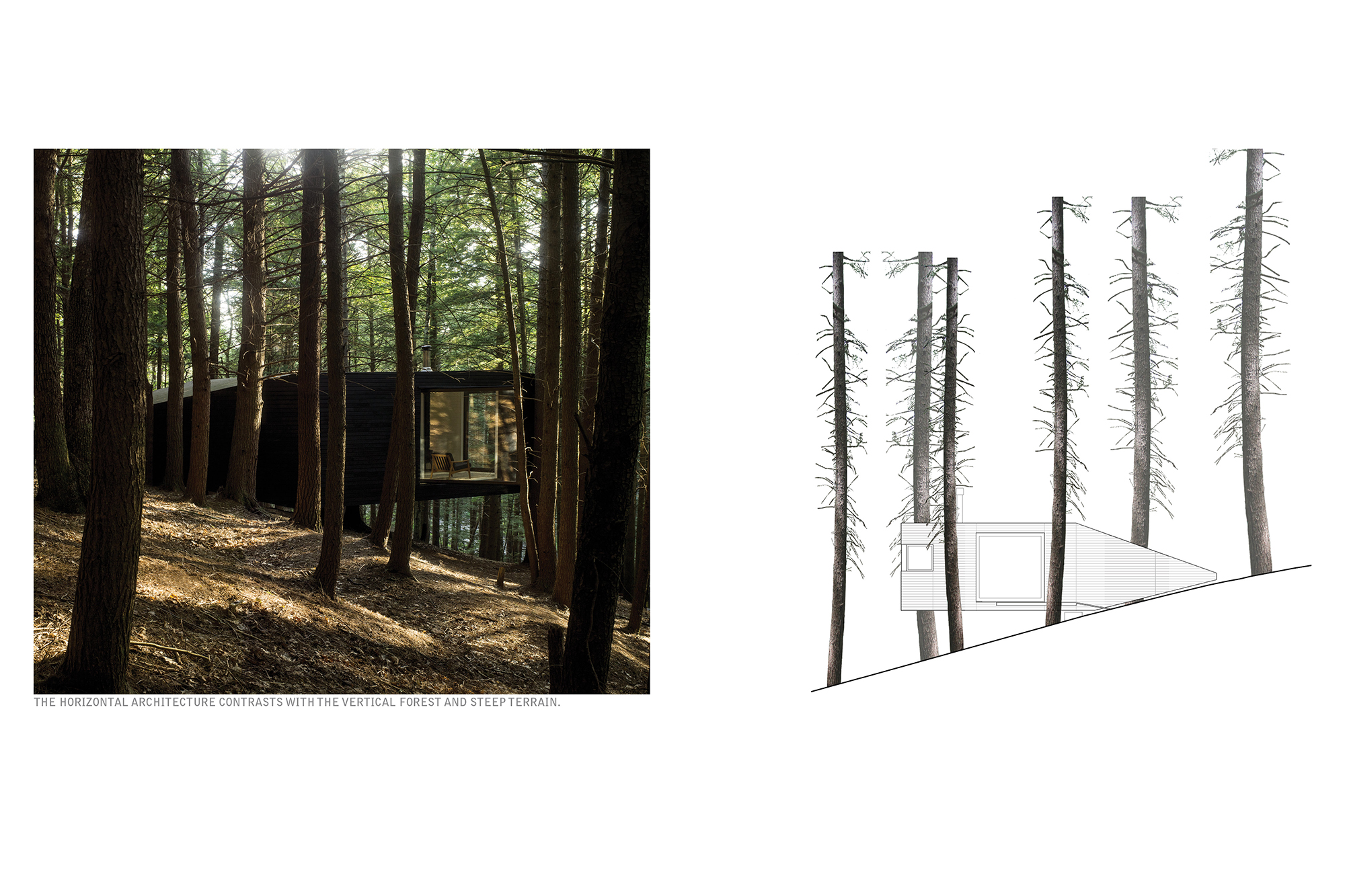 Half-Tree House - Architect Magazine