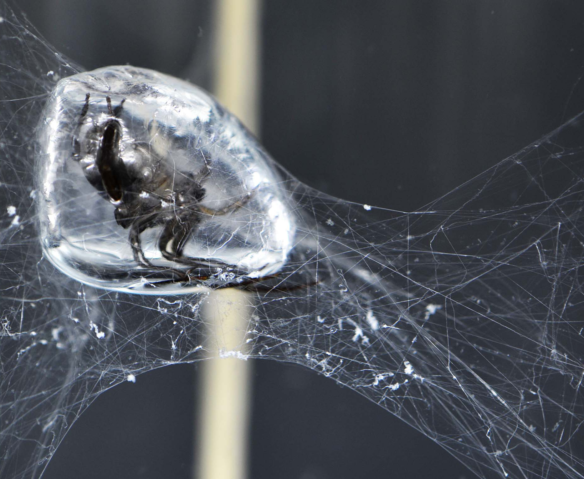 Arachnid Architecture as Human Shelter