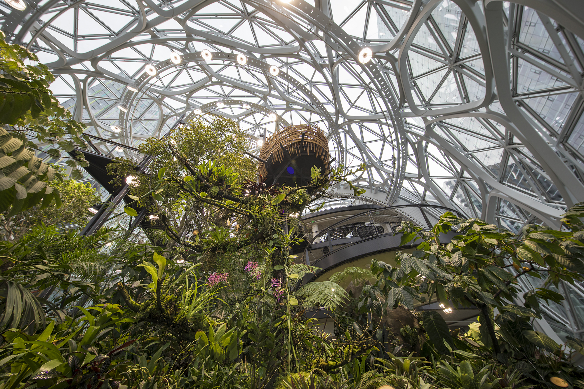 Amazon’s Seattle Spheres and the Evolution of the Architectural Biosphere