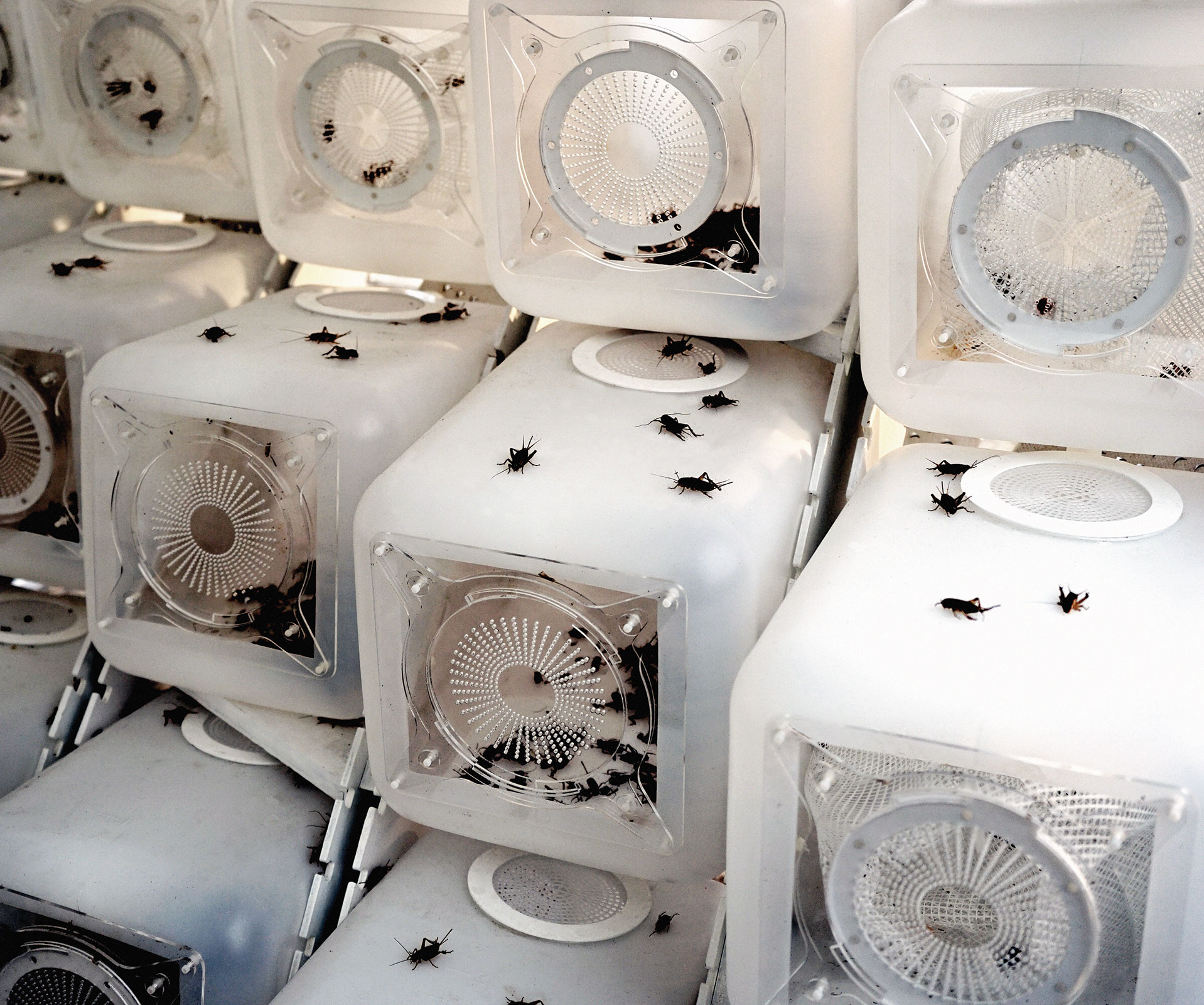 Award: Cricket Shelter—Modular Edible Insect Farm