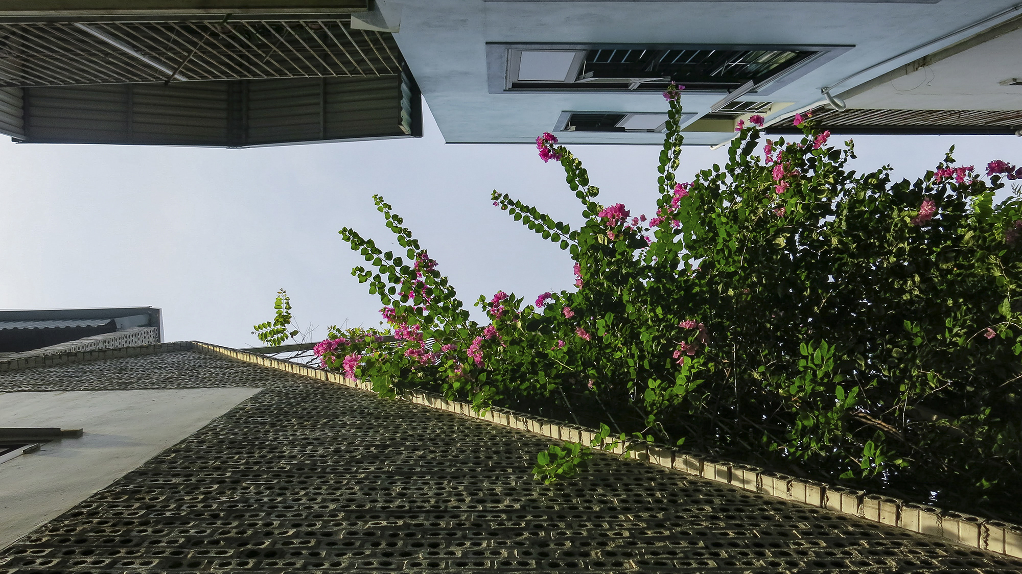 DAD house - Architect Magazine