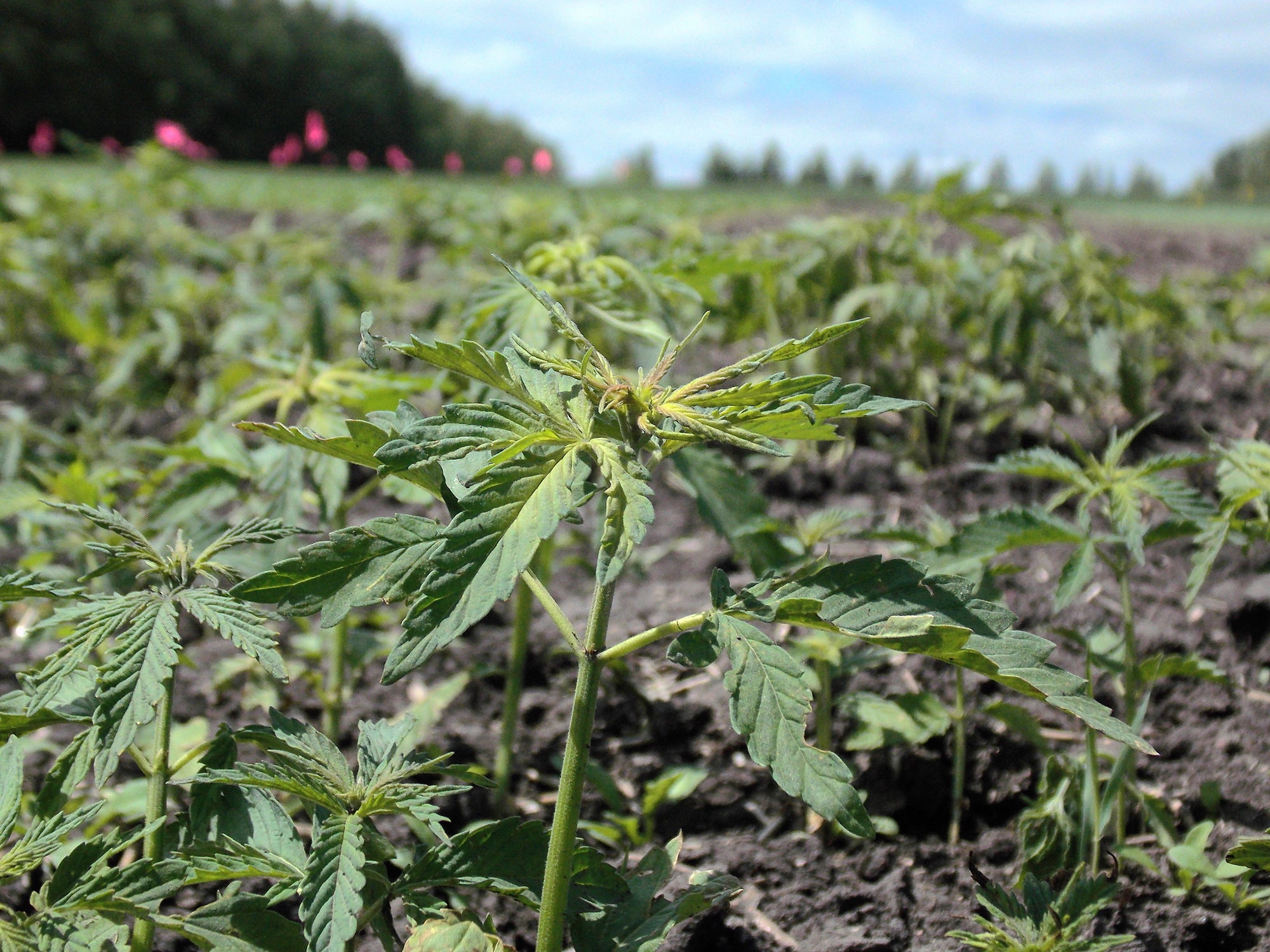 Dazed and ... Constructed? How Hemp Could Alter Material Selections in ...