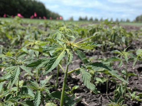 Dazed and ... Constructed? How Hemp Could Alter Material Selections in ...