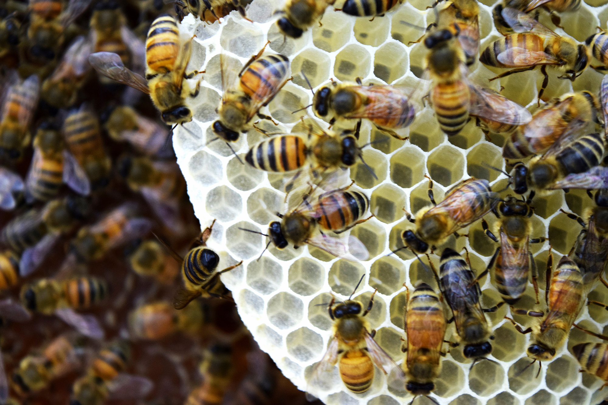 MIT's Mediated Matter Group Builds a Synthetic Apiary to Help Save Bees