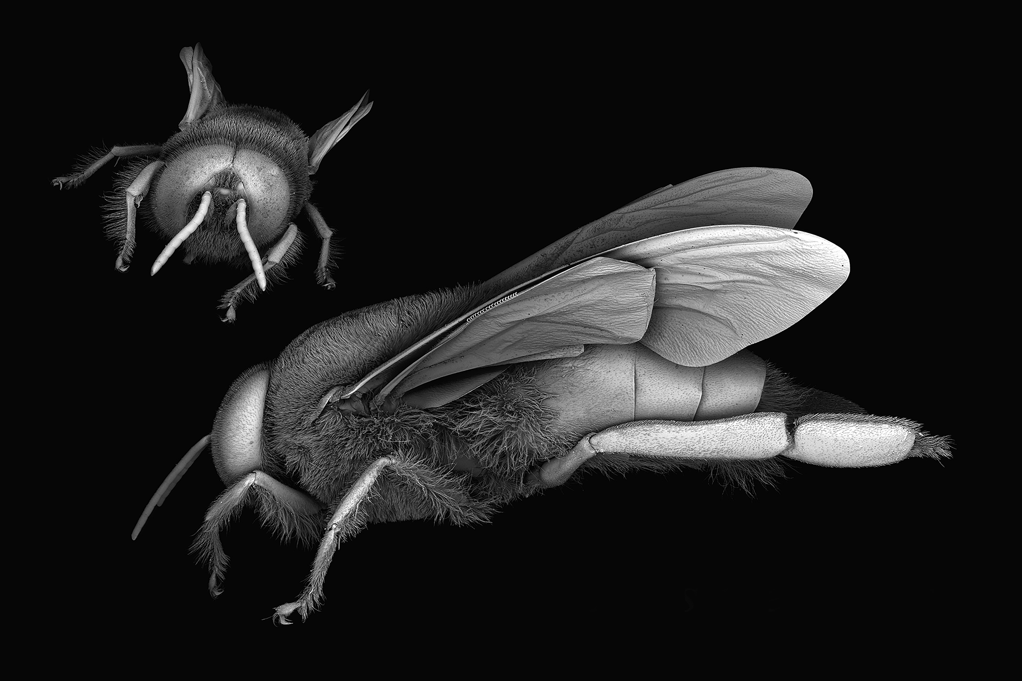 MIT's Mediated Matter Group Builds a Synthetic Apiary to Help Save Bees