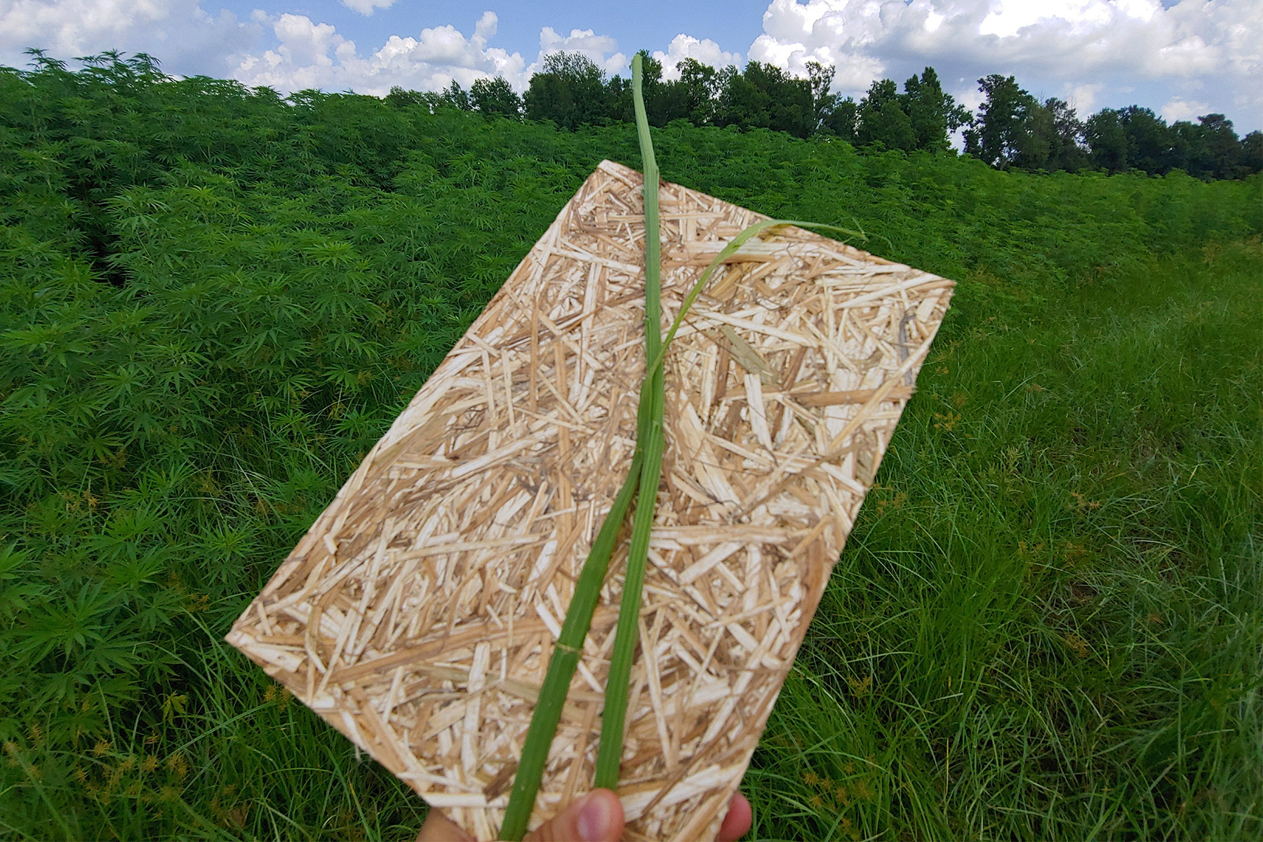 Hemp: The Next Disruptor in Construction After Wood?