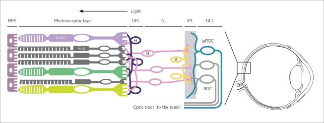 Quantifying Circadian Light and Its Impact