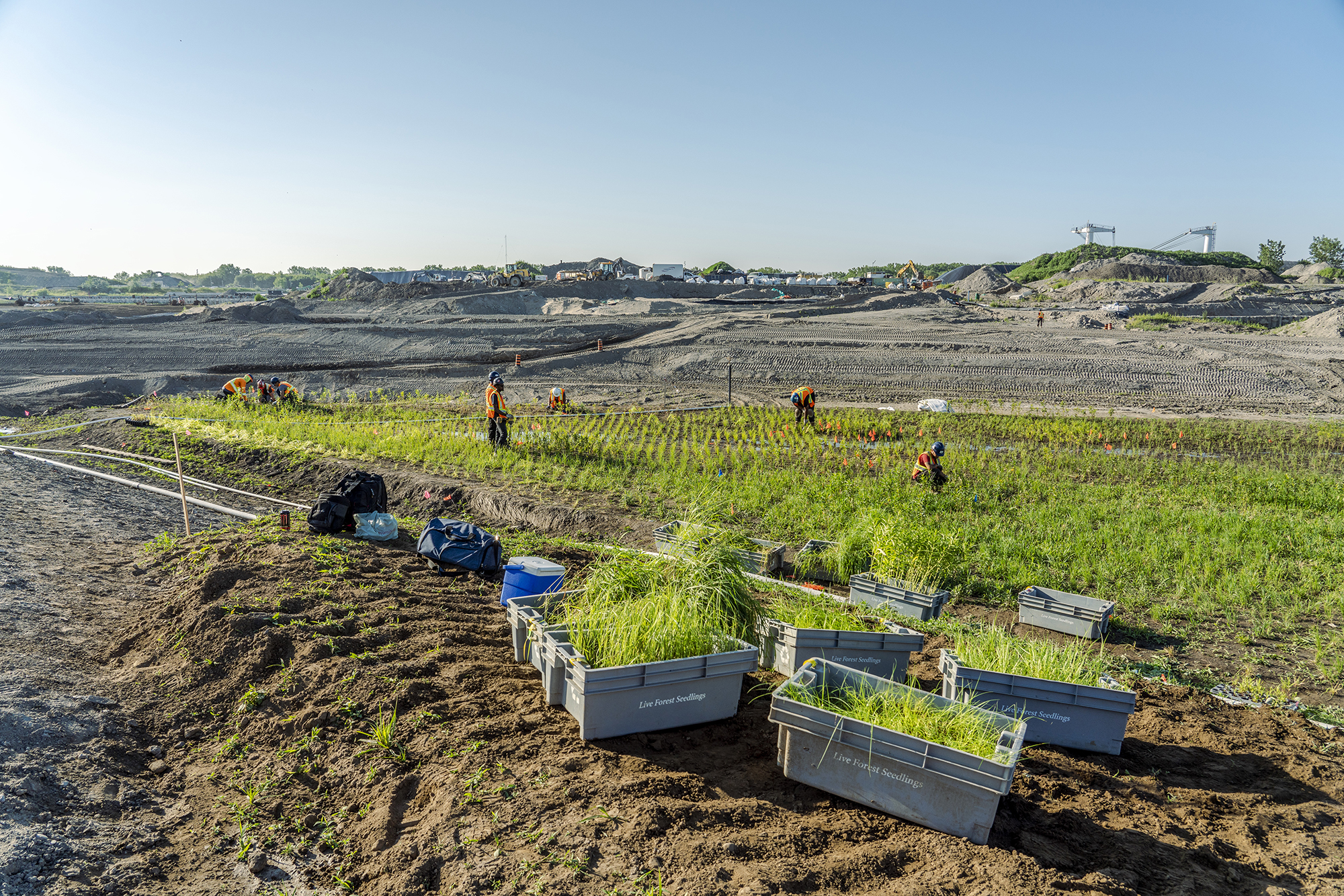 Five Projects That Showcase Rewilding in Action